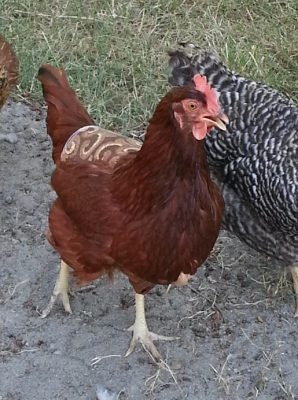 How to Make a Chicken Apron or Hen Saddle - WeAllSew