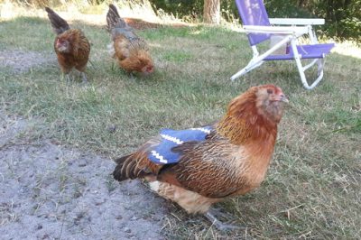 How to Make a Chicken Apron or Hen Saddle - WeAllSew