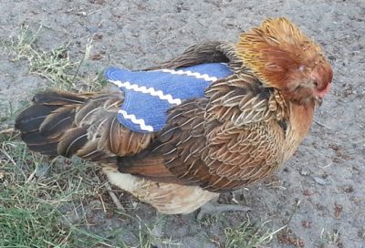 How to Make a Chicken Apron or Hen Saddle - WeAllSew