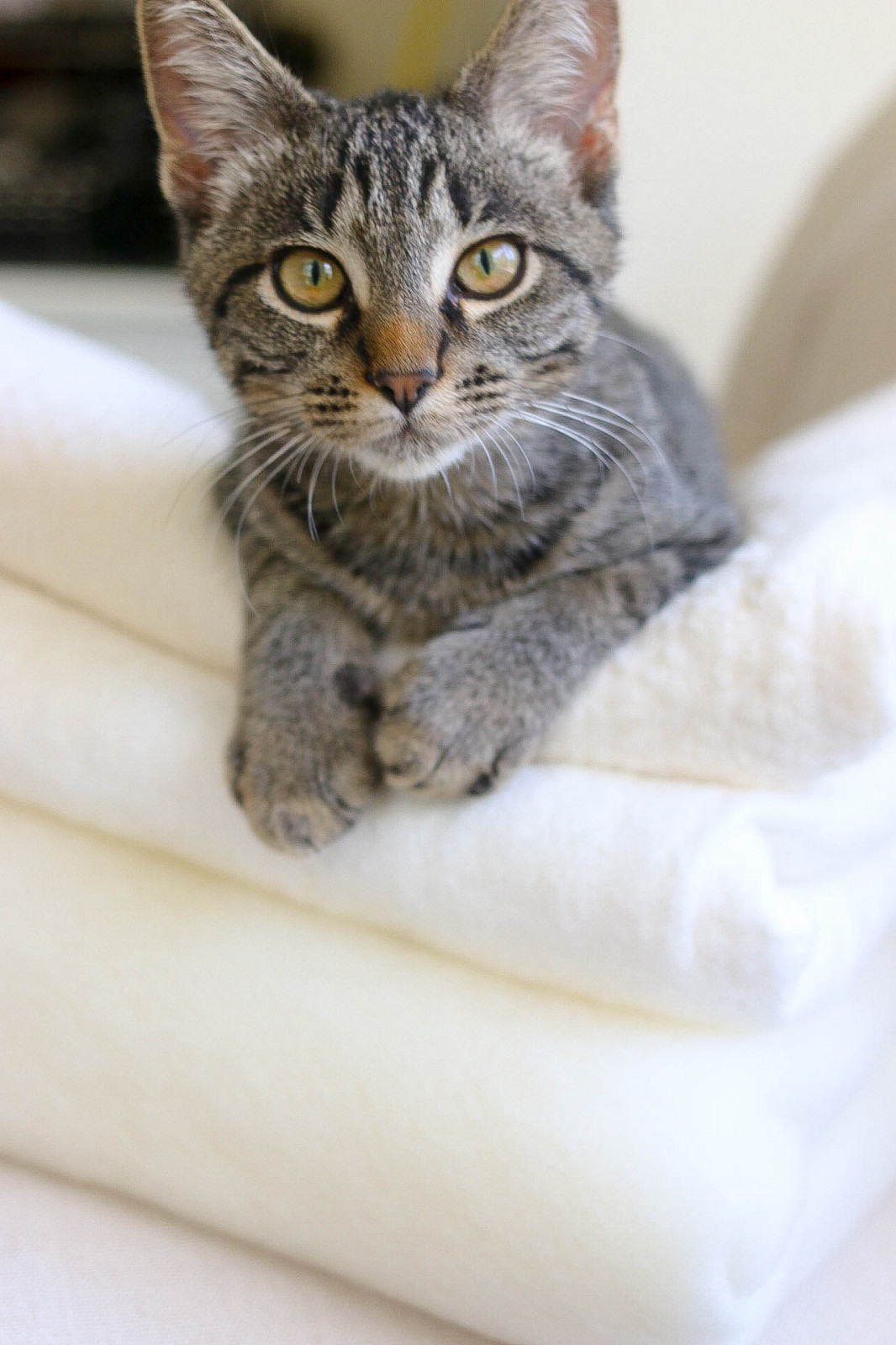 Quilt Batting 101: How To Guide - WeAllSew