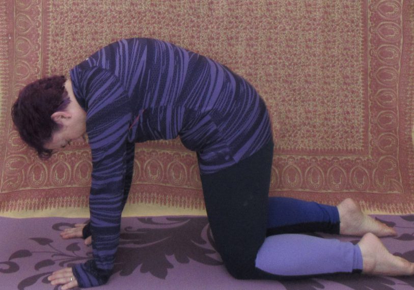 cat yoga pose - WeAllSew